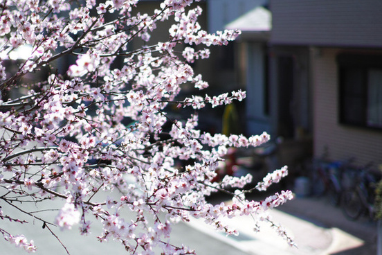 Spring is coming Free stock photos in JPEG (.jpg) 1280x971 format for ...