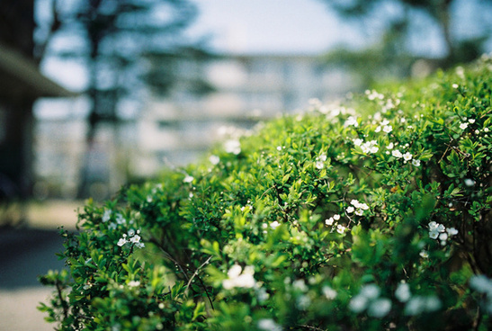 Spring white filigree Free stock photos in JPEG (.jpg) 3264x2448 format ...