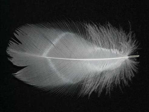 Spring white filigree Free stock photos in JPEG (.jpg) 3264x2448 format ...