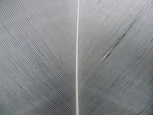 Spring white filigree Free stock photos in JPEG (.jpg) 3264x2448 format ...