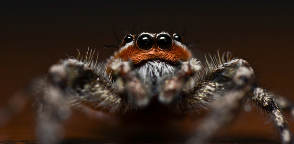 Close up free stock photos download (2,467 Free stock photos) for ...