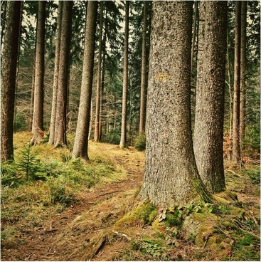 Lake forest trees Free stock photos in JPEG (.jpg) 2048x1536 format for ...