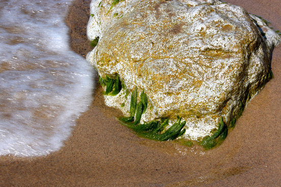 Seaweed free stock photos download (38 Free stock photos) for ...