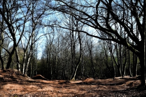Woodland free stock photos download (617 Free stock photos) for ...