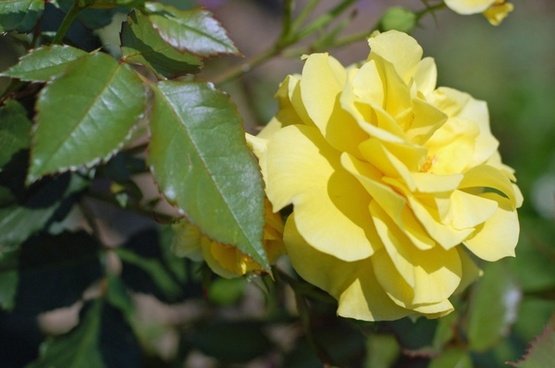 Yellow rose flower nature Free stock photos in JPEG (.jpg) 1024x768 ...