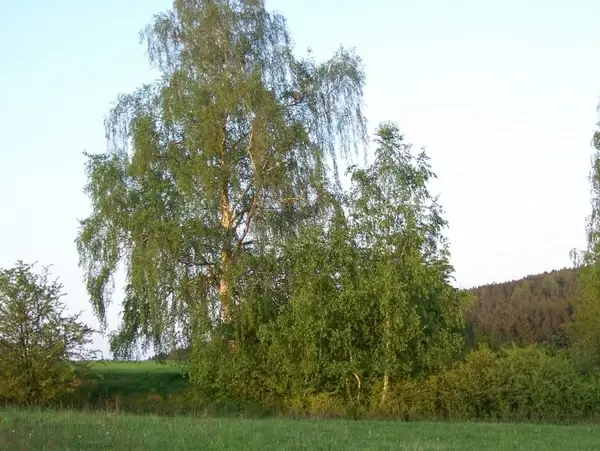Avenue of birch trees Photos in .jpg format free and easy download ...