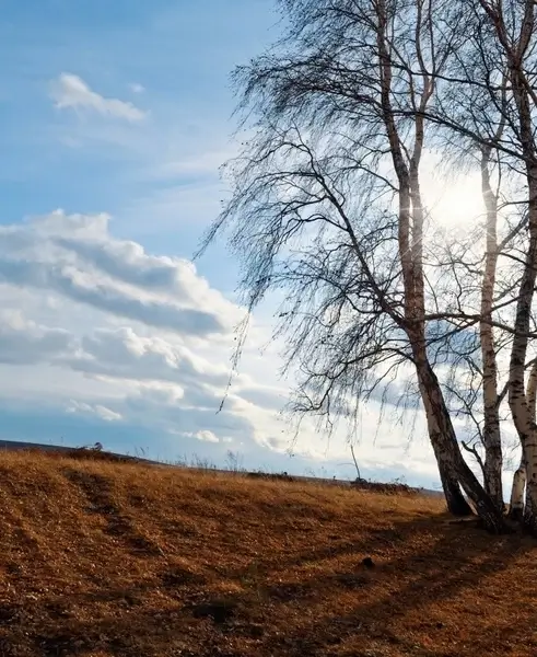 Avenue of birch trees Photos in .jpg format free and easy download ...