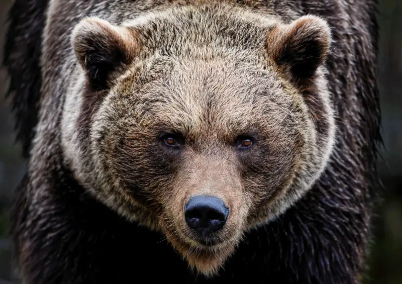 Brown bear picture contrast face closeup Photos in .jpg format free and ...