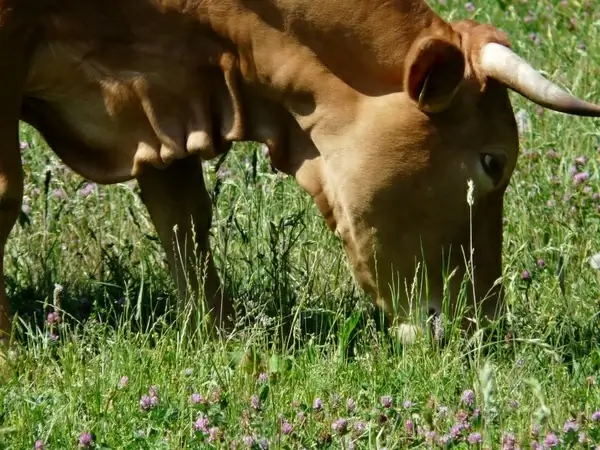 Cow cattle dartmoor Photos in .jpg format free and easy download ...
