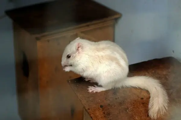 Squirrel picture cute realistic Photos in .jpg format free and easy ...