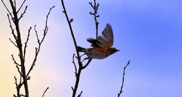 Sunset scene picture dark silhouette sun flying birds tree Photos in ...