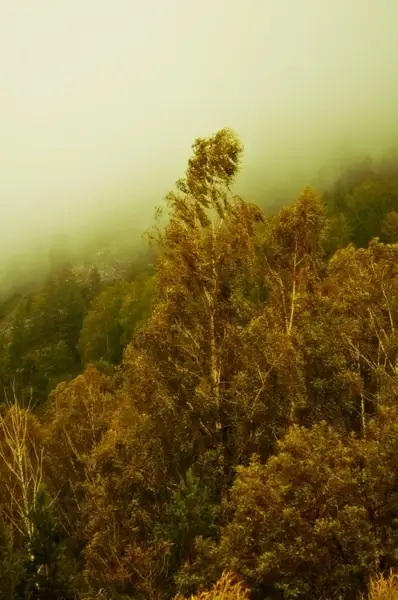 Cedar conifer cypress daytime evergreen fog forest Photos in .jpg ... Cedar conifer cypress daytime evergreen fog forest Photos in .jpg ...