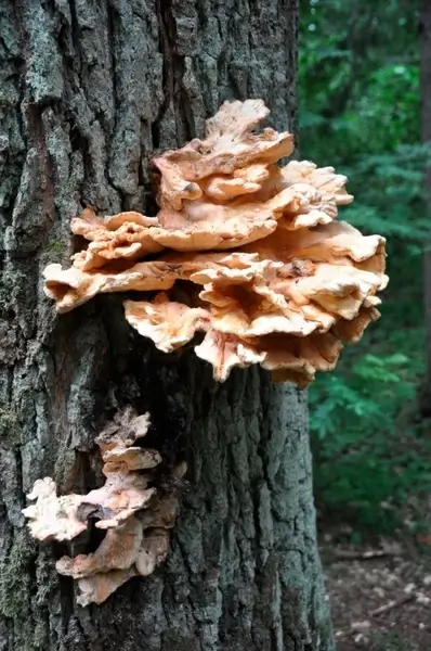 Sponge fungus rock nature Photos in .jpg format free and easy download ...