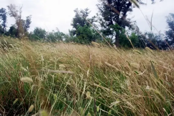 Nature backdrop peaceful empty grass field Photos in .jpg format free ...