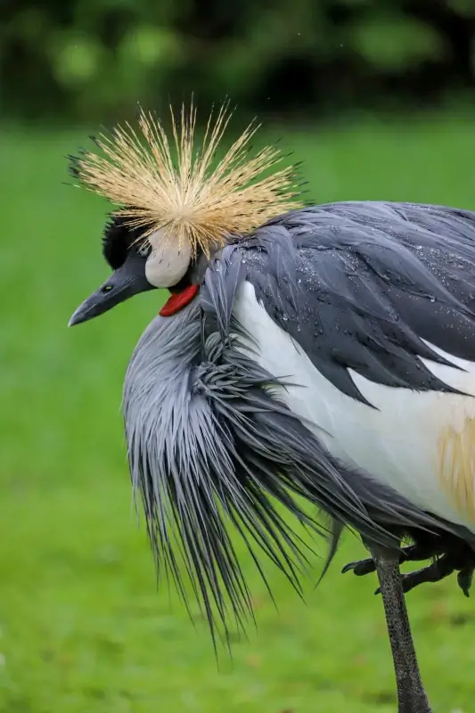 Grey crowned crane picture elegant closeup Photos in .jpg format free ...