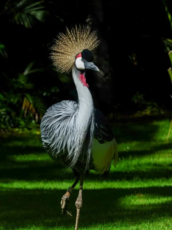 Grey crowned crane picture modern realistic Photos in .jpg format free ...