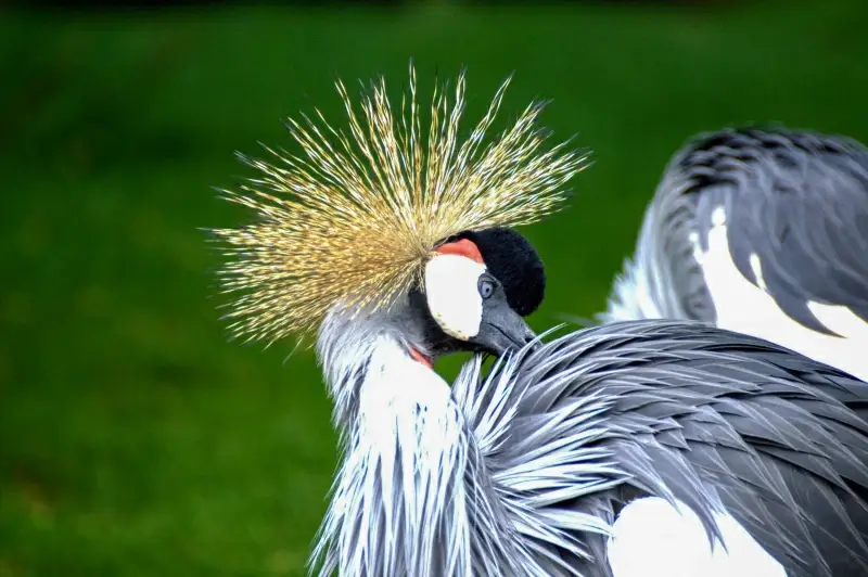 Grey crowned crane picture modern realistic Photos in .jpg format free ...