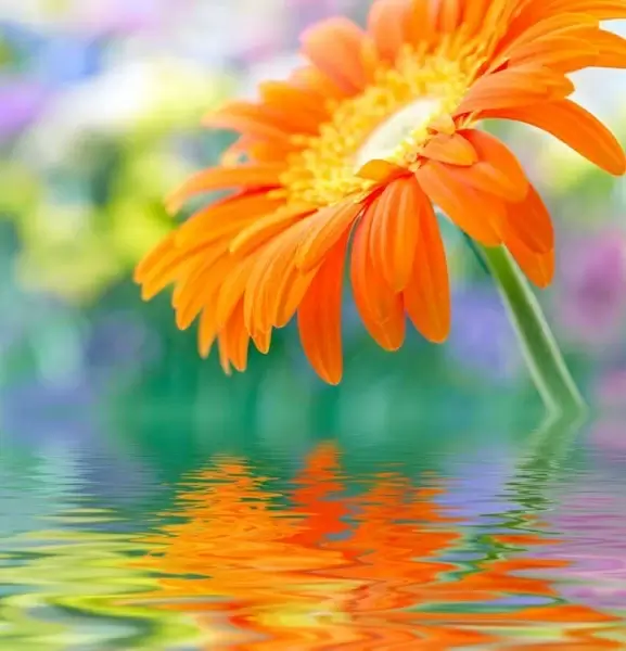 Bodybuilder 01 hd picture Photos in .jpg format free and easy download ...