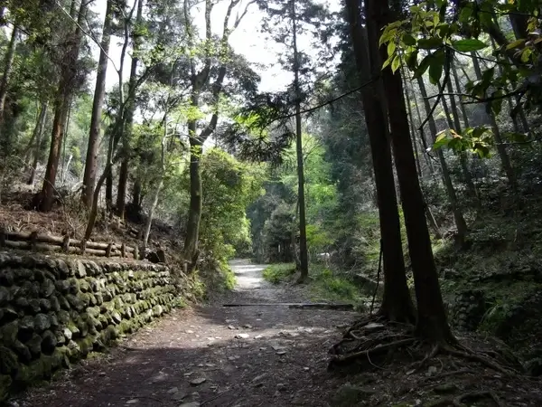 Japan scenery picture fresh bamboo forest Photos in .jpg format free ...