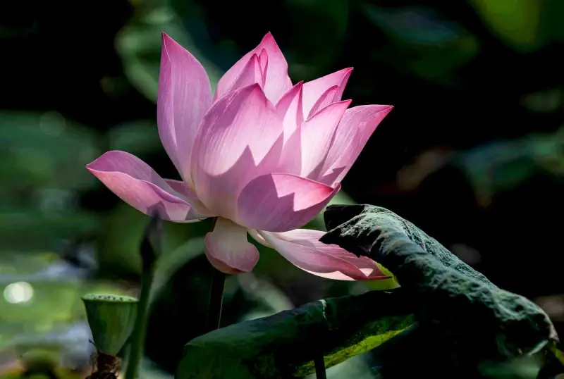 Lotus flower picture elegant closeup Photos in .jpg format free and ...