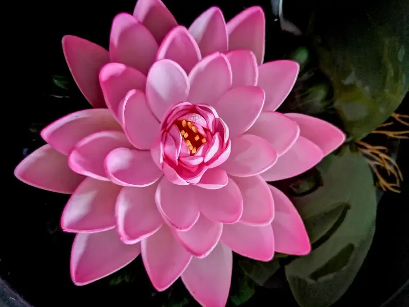 Lotus backdrop picture elegant closeup contrast Photos in .jpg format ...