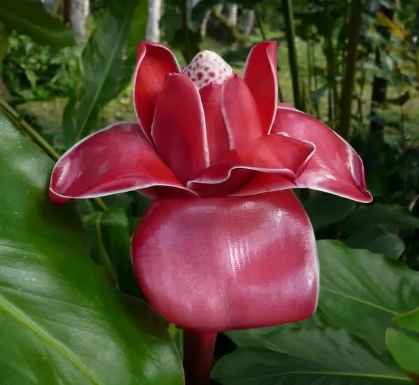 Rainforest view Photos in .jpg format free and easy download unlimit id ...