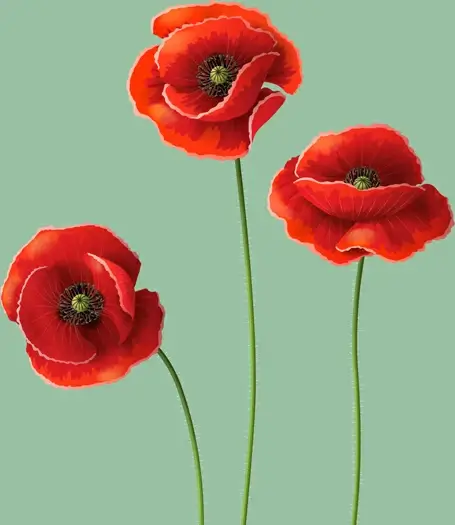 Red poppy design vector graphics Vectors graphic art designs in ...