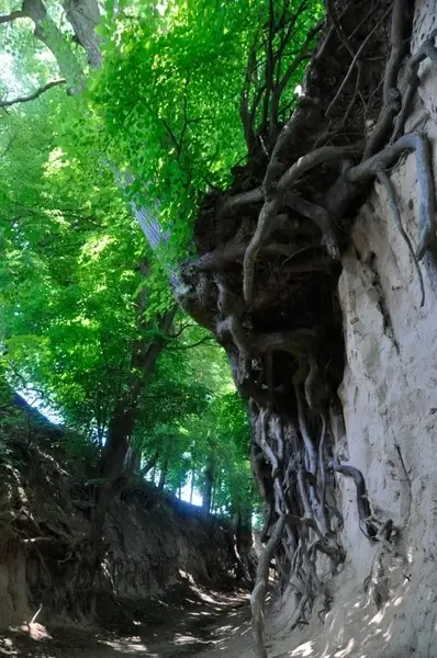 Roots hanging art Photos in .jpg format free and easy download unlimit ...