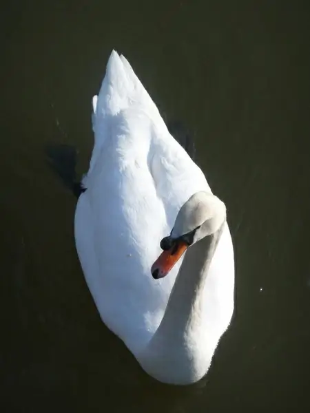 Swan Photos in .jpg format free and easy download unlimit id:197820