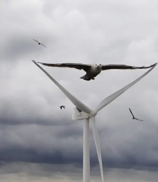 Ecological and wind power 02 hd pictures Photos in .jpg format free and ...