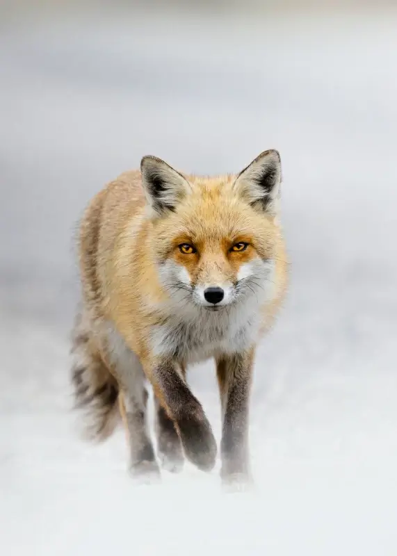 Wild nature picture dynamic running fox Photos in .jpg format free and ...