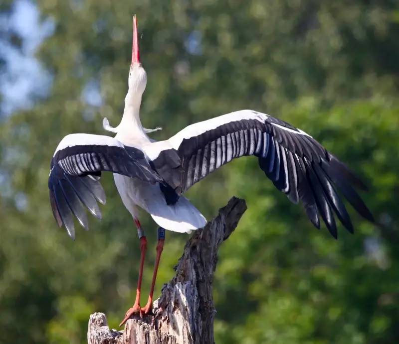 Wild nature picture stork perching tree scene Photos in .jpg format ...