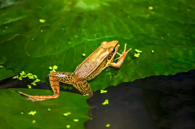 Wild nature picture frightening closeup spider Photos in .jpg format ...