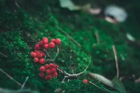 Background blur closeup color food forest garden Photos in .jpg format ...