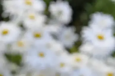 Pink daisy background Photos in .jpg format free and easy download ...