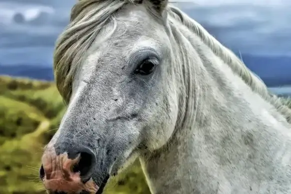 Horse gallop animal Photos in .jpg format free and easy download ...