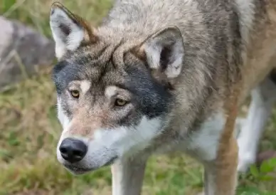 Wolf animal picture realistic contrast Photos in .jpg format free and ...