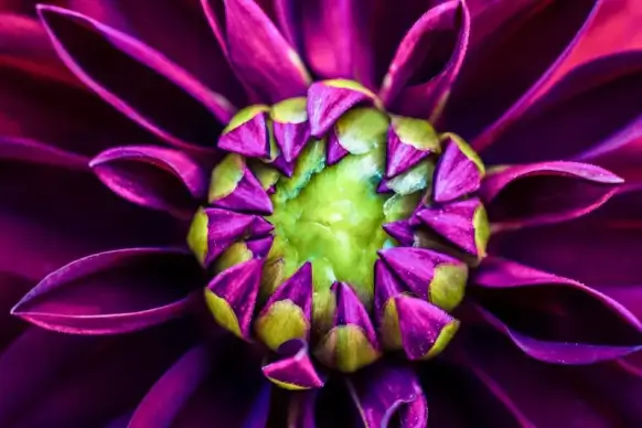 Bunch of flowers picture elegant contrast Photos in .jpg format free ...