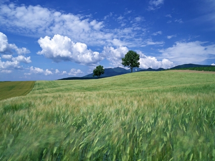 Quiet Fields Wallpaper Landscape Nature Wallpapers in jpg format for ...